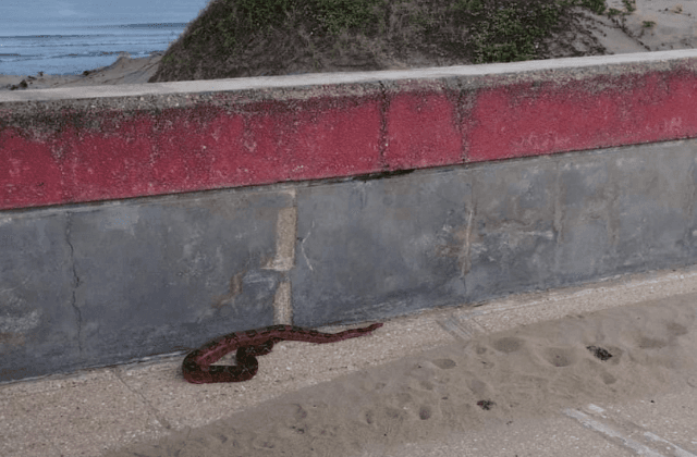 ¿Conoces las especies endémicas que habitan en Veracruz? Aquí te las ...