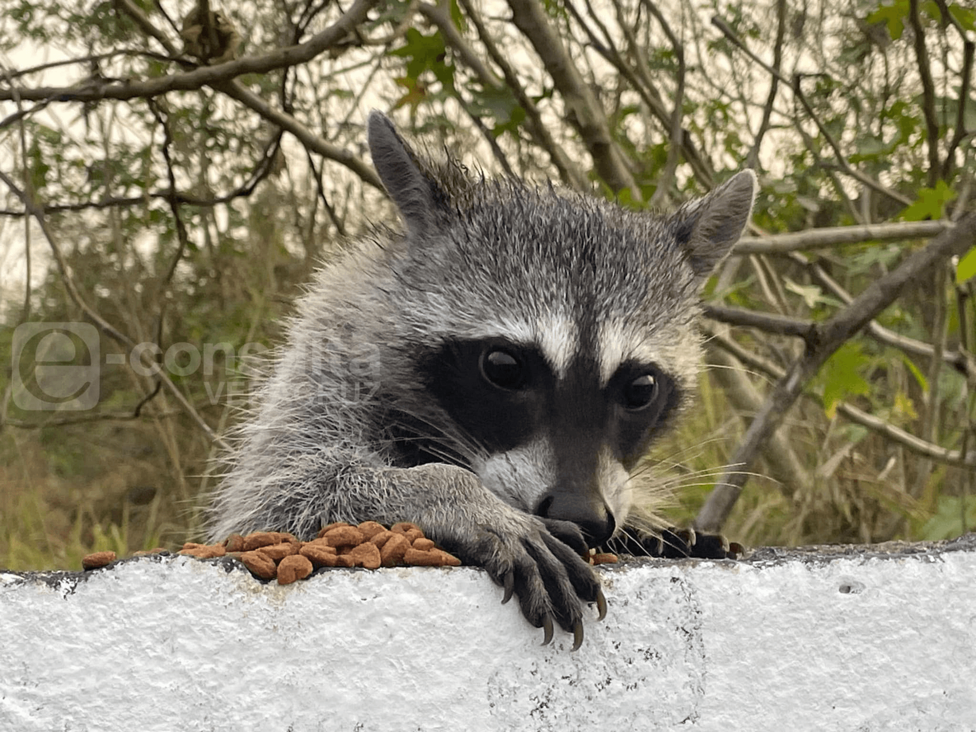 ¡Pedro, Pedro, Pedro, Pedro, Pe! Mapaches se viralizan en Boca del Río ...
